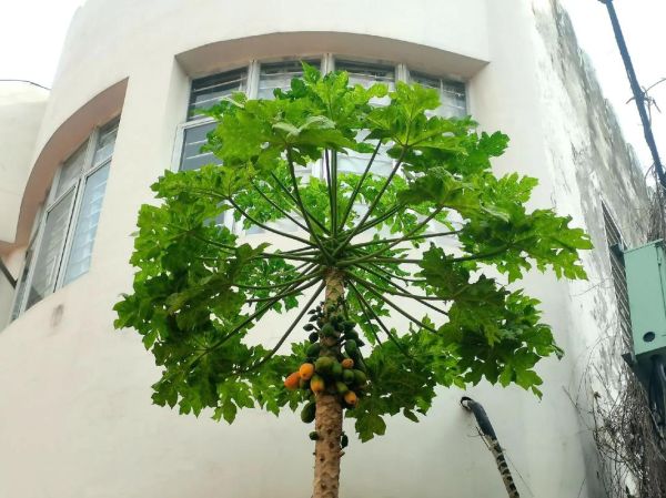 北方野生木瓜树长什么样_北方木瓜树怎么辨认-第2张图片-山城妙识