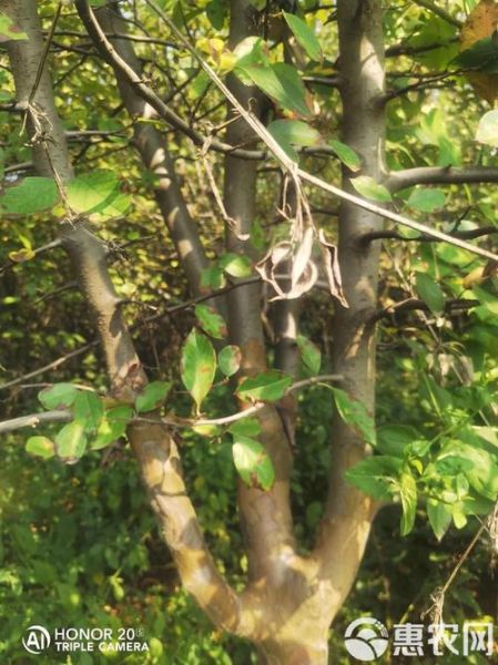 北方野生木瓜树长什么样_北方木瓜树怎么辨认-第3张图片-山城妙识