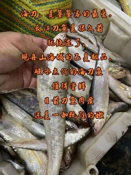 长江刀鱼图片价格_2024最新行情-第2张图片-山城妙识 长江刀鱼图片价格_2024最新行情-第2张图片-山城妙识