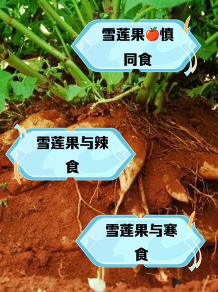 雪莲果的功效与作用_雪莲果的副作用有哪些-第2张图片-山城妙识