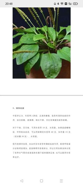 车前草的功效与作用_车前草怎么吃效果最好-第1张图片-山城妙识 车前草的功效与作用_车前草怎么吃效果最好-第1张图片-山城妙识