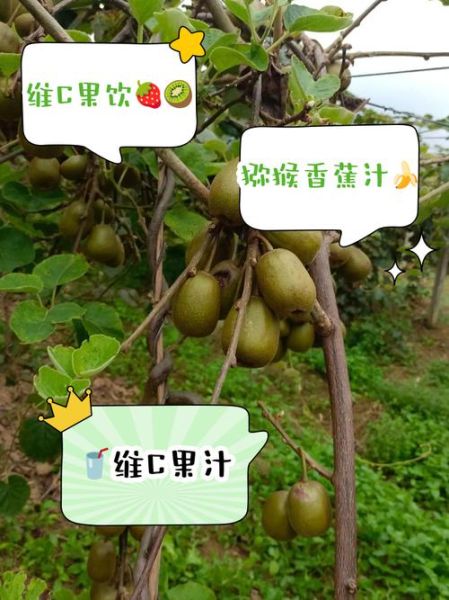 奇异果汁怎么榨好喝_奇异果榨汁要不要去皮-第2张图片-山城妙识