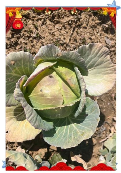 紫甘蓝和绿甘蓝的区别_哪个营养价值更高-第1张图片-山城妙识