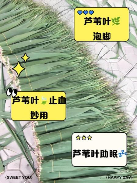 芦苇的功效与作用_芦苇泡水喝有什么好处-第1张图片-山城妙识