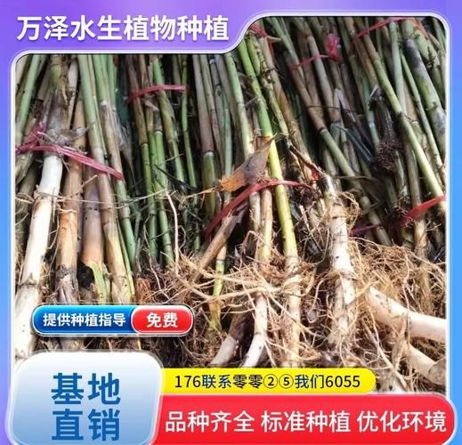 芦苇的功效与作用_芦苇泡水喝有什么好处-第2张图片-山城妙识