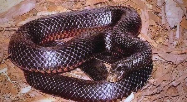 全球最毒的蛇第一名_内陆太攀蛇毒性有多强-第3张图片-山城妙识 全球最毒的蛇第一名_内陆太攀蛇毒性有多强-第3张图片-山城妙识