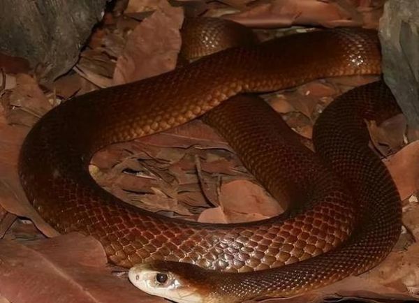 全球最毒的蛇第一名_内陆太攀蛇毒性有多强-第2张图片-山城妙识 全球最毒的蛇第一名_内陆太攀蛇毒性有多强-第2张图片-山城妙识
