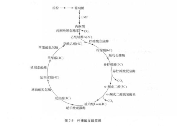 柠檬酸循环是什么_柠檬酸循环有哪些关键酶-第2张图片-山城妙识