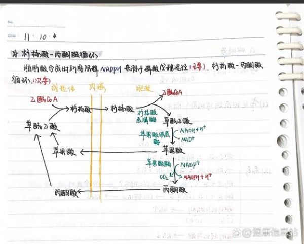 柠檬酸循环是什么_柠檬酸循环有哪些关键酶-第3张图片-山城妙识