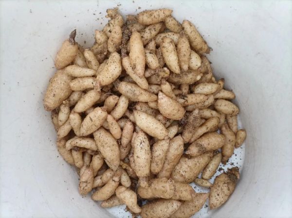 金针菇怎么种植_金针菇种植视频教程-第2张图片-山城妙识