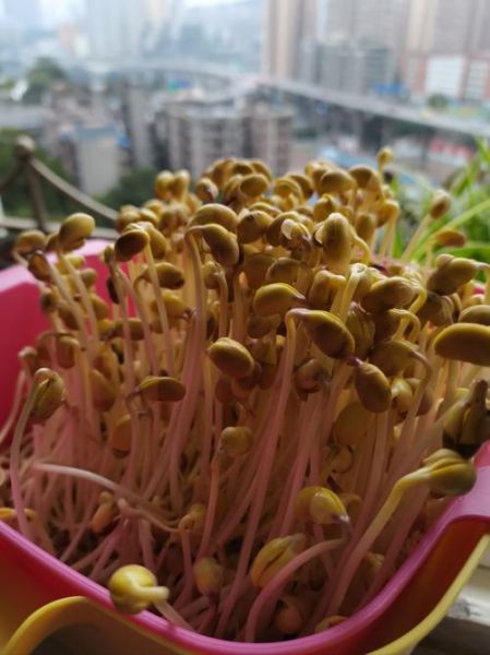 在家怎么生黄豆芽_黄豆芽发芽温度是多少-第3张图片-山城妙识