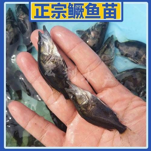 翘嘴鳜鱼养殖技术_如何提高成活率-第1张图片-山城妙识