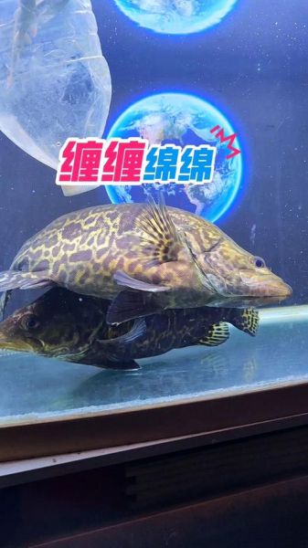 翘嘴鳜鱼养殖技术_如何提高成活率-第3张图片-山城妙识