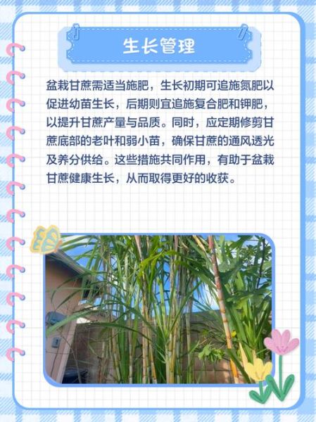 甘蔗种植图片_如何科学种植甘蔗-第2张图片-山城妙识 甘蔗种植图片_如何科学种植甘蔗-第2张图片-山城妙识