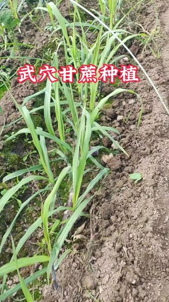 甘蔗种植图片_如何科学种植甘蔗-第1张图片-山城妙识 甘蔗种植图片_如何科学种植甘蔗-第1张图片-山城妙识