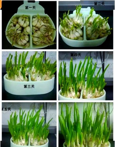 大蒜发芽了还能吃吗_有没有毒-第2张图片-山城妙识