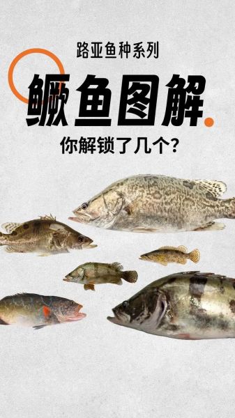 鳜鱼和鲈鱼有什么区别_哪个更好吃-第2张图片-山城妙识