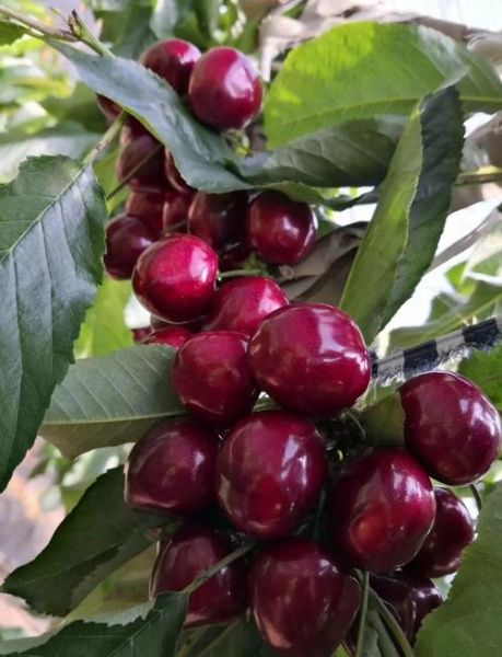 大樱桃图片怎么拍_大樱桃品种识别方法-第1张图片-山城妙识