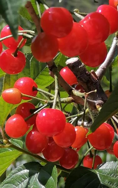 大樱桃图片怎么拍_大樱桃品种识别方法-第2张图片-山城妙识