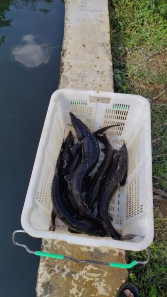 鲟鱼多少钱一斤_鲟鱼价格为什么差距大-第1张图片-山城妙识