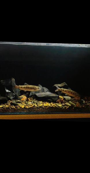 山女鳟鱼是什么鱼_山女鳟鱼多少钱一斤-第2张图片-山城妙识