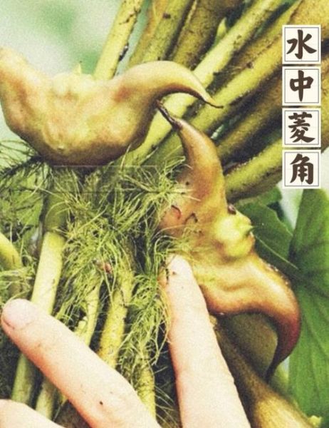 菱角拼音怎么读_菱角的功效与作用-第1张图片-山城妙识