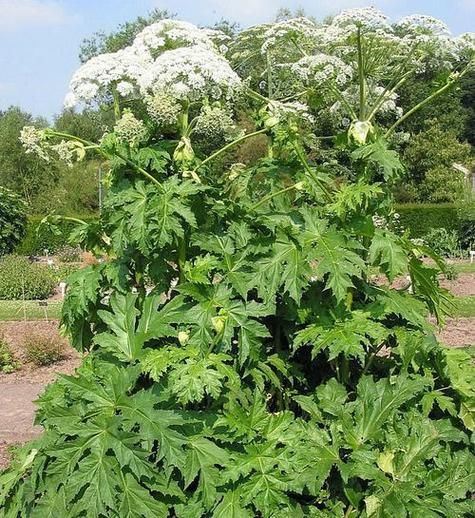 茯苓白芷的功效与作用_茯苓白芷能一起用吗-第2张图片-山城妙识