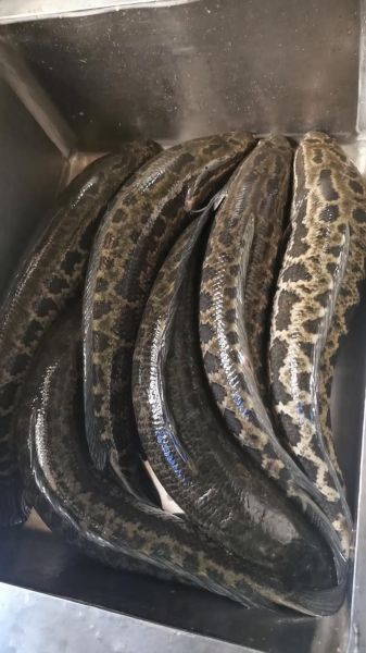 乌鱼图片大全大图_乌鱼高清图片怎么找-第2张图片-山城妙识