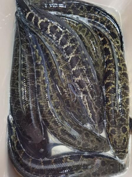 乌鱼图片大全大图_乌鱼高清图片怎么找-第1张图片-山城妙识