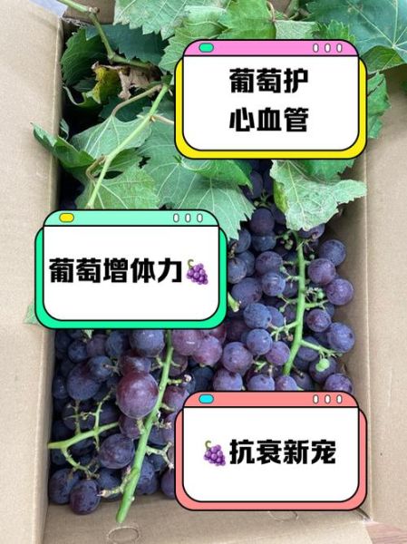 吃葡萄的好处与坏处有哪些_葡萄吃多了会胖吗-第1张图片-山城妙识