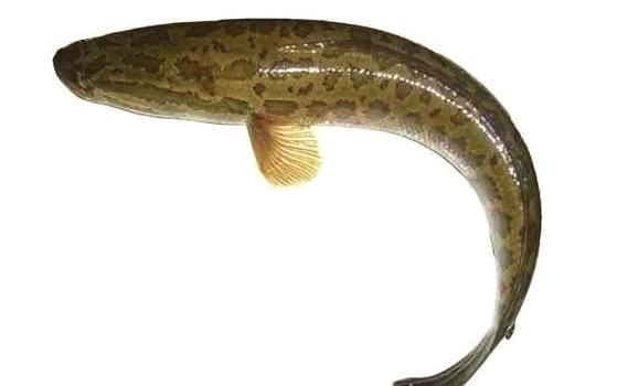 乌鱼图片大全大图_乌鱼高清图片怎么找-第3张图片-山城妙识