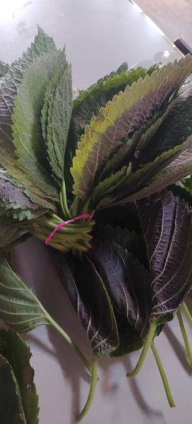 苏子叶图片大全大图_苏子叶长什么样-第1张图片-山城妙识