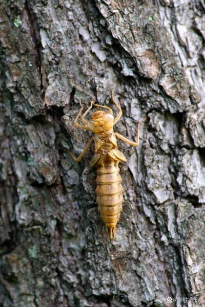 知了猴几点出来最多_知了猴几点开始出土-第1张图片-山城妙识