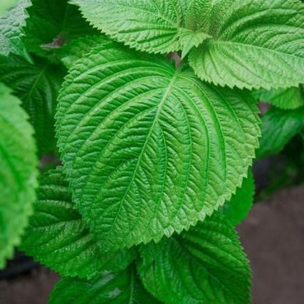 苏子叶图片大全大图_苏子叶长什么样-第3张图片-山城妙识