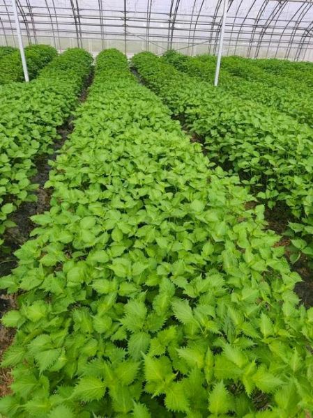 苏子叶图片大全大图_苏子叶长什么样-第2张图片-山城妙识