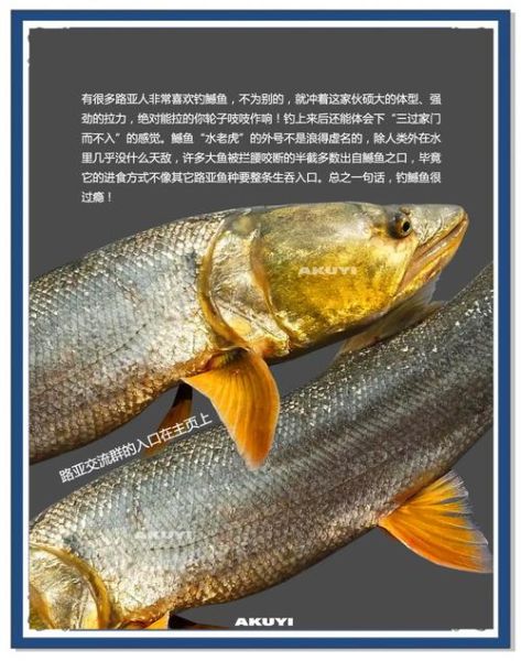 鳡鱼为什么不好吃_鳡鱼肉质差的原因-第1张图片-山城妙识
