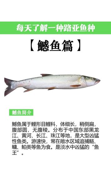 鳡鱼为什么不好吃_鳡鱼肉质差的原因-第3张图片-山城妙识