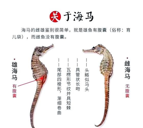 海马的功效与作用及食用方法_海马怎么吃补肾壮阳-第1张图片-山城妙识
