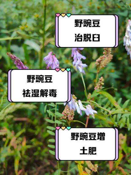 豌豆有什么营养价值_豌豆的功效与作用-第3张图片-山城妙识