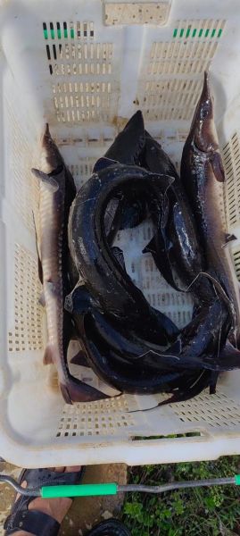 野生中华鲟鱼多少钱一斤_野生中华鲟鱼价格行情-第1张图片-山城妙识 野生中华鲟鱼多少钱一斤_野生中华鲟鱼价格行情-第1张图片-山城妙识