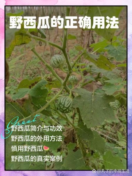 野西瓜的功效与作用_野西瓜怎么吃最好-第1张图片-山城妙识