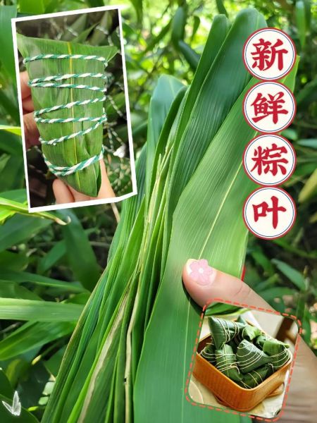 粽叶什么时候采摘最好_新鲜粽叶几月采摘-第1张图片-山城妙识