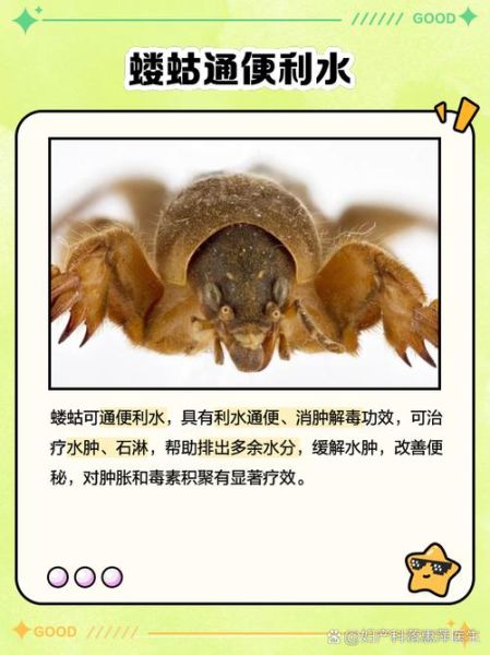 蝼蛄的功效与作用归经_蝼蛄能治哪些病-第1张图片-山城妙识 蝼蛄的功效与作用归经_蝼蛄能治哪些病-第1张图片-山城妙识