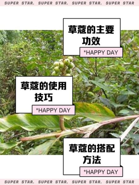 草寇香料是什么_草寇香料怎么用-第2张图片-山城妙识 草寇香料是什么_草寇香料怎么用-第2张图片-山城妙识