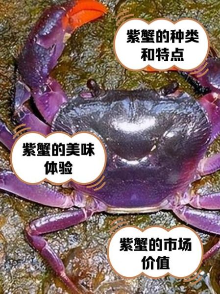 蟹的种类图片及名称_常见蟹品种大全-第2张图片-山城妙识 蟹的种类图片及名称_常见蟹品种大全-第2张图片-山城妙识