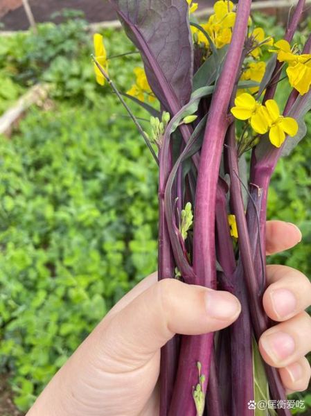 红菜苔的花可以吃吗_红菜苔花怎么吃-第2张图片-山城妙识 红菜苔的花可以吃吗_红菜苔花怎么吃-第2张图片-山城妙识