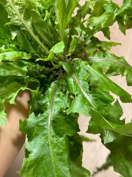 甜苣菜的功效与作用_甜苣菜怎么吃最好-第2张图片-山城妙识