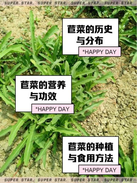 甜苣菜的功效与作用_甜苣菜怎么吃最好-第1张图片-山城妙识