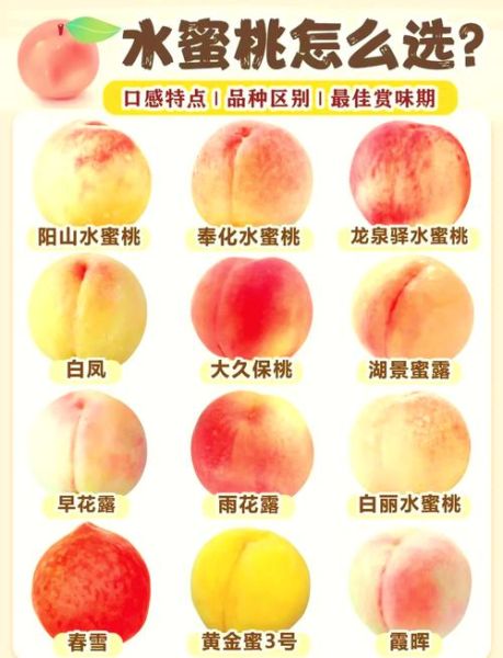 水蜜桃多少钱一斤_水蜜桃价格受哪些因素影响-第2张图片-山城妙识 水蜜桃多少钱一斤_水蜜桃价格受哪些因素影响-第2张图片-山城妙识