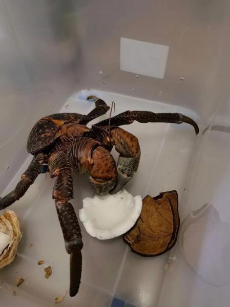 在中国吃椰子蟹犯法吗_椰子蟹哪里能买到-第1张图片-山城妙识